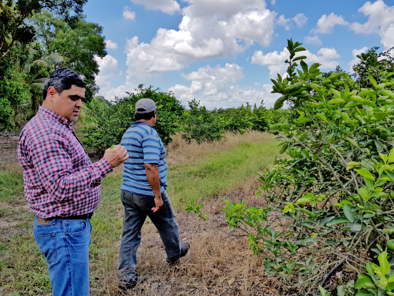 Inicio – Impulsora